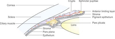 Anatomy of the Eye - Eye Health Nepal