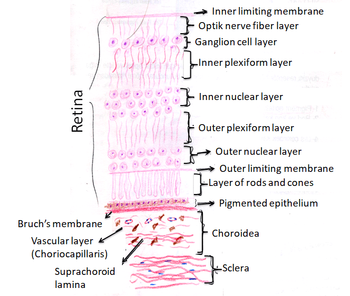 Anatomy of the Eye - Eye Health Nepal