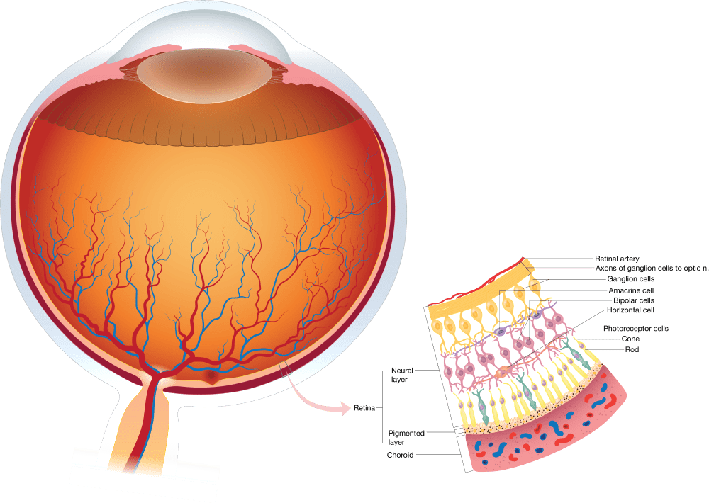 Normal Growth and Human Eye Development - Eye Health Nepal